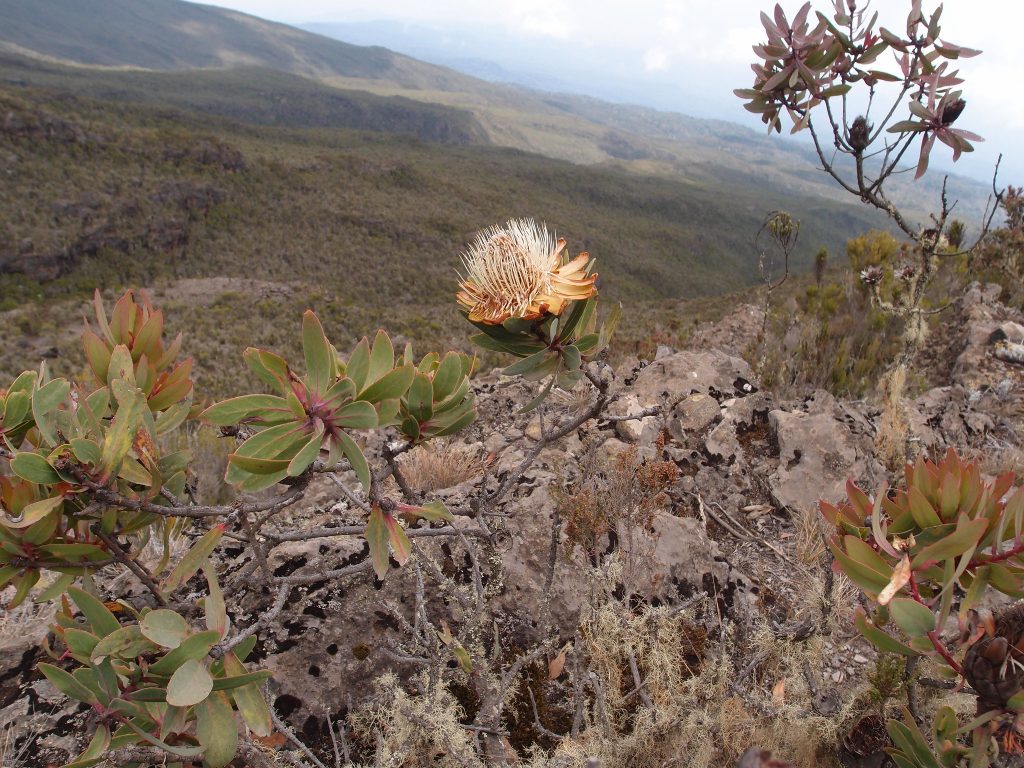 Protea kilimandscharica - Protea caffra