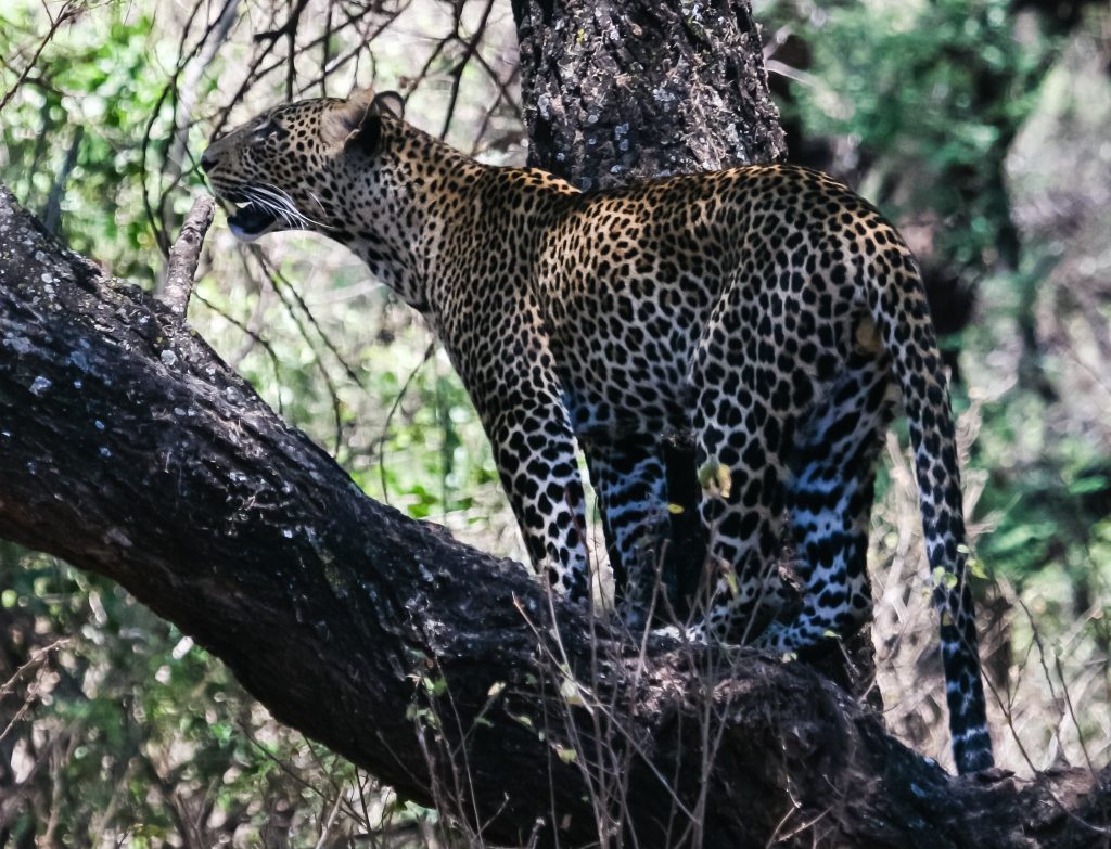 Leopard