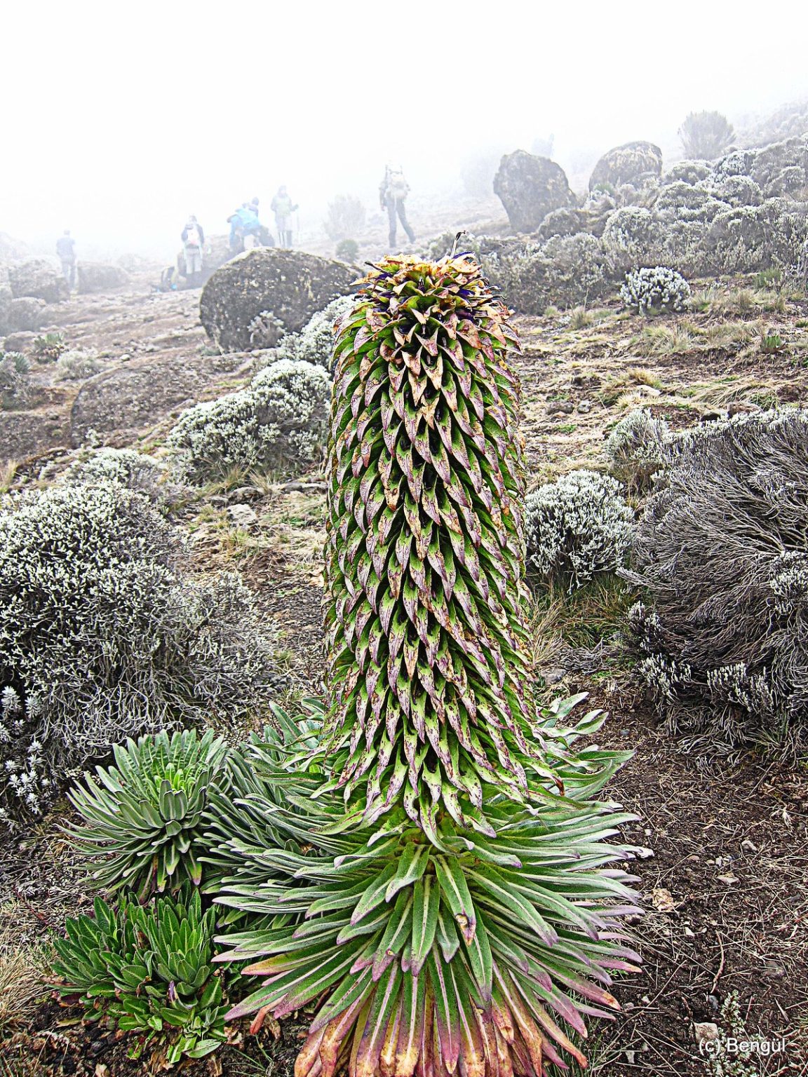 Giant Lobelia - Lobelia deckenii
