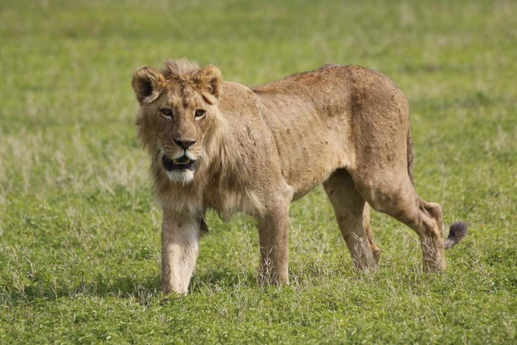 Lion