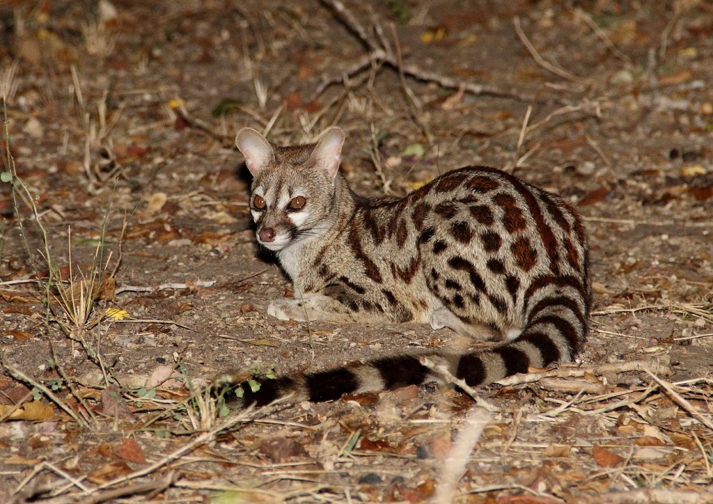 Genet