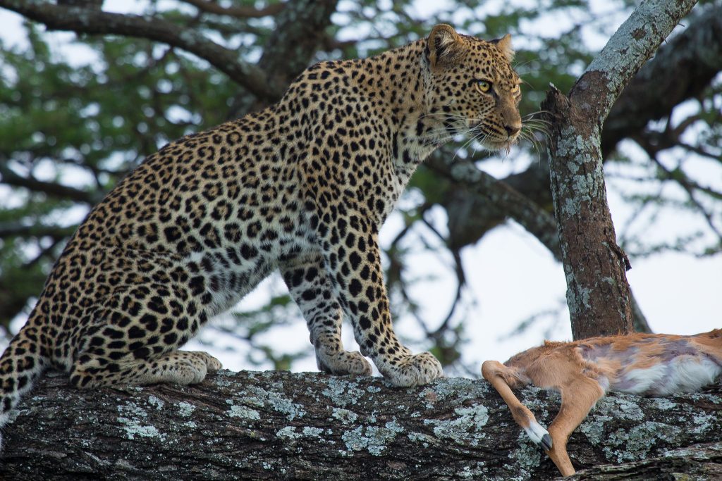 Leopard