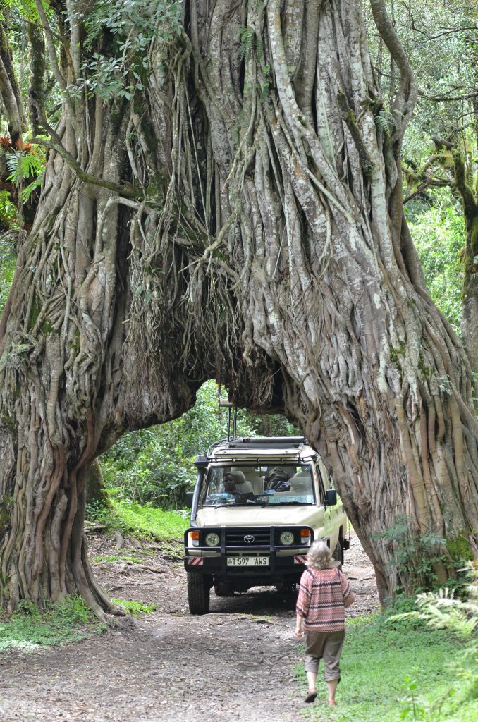 Fig Tree Arch