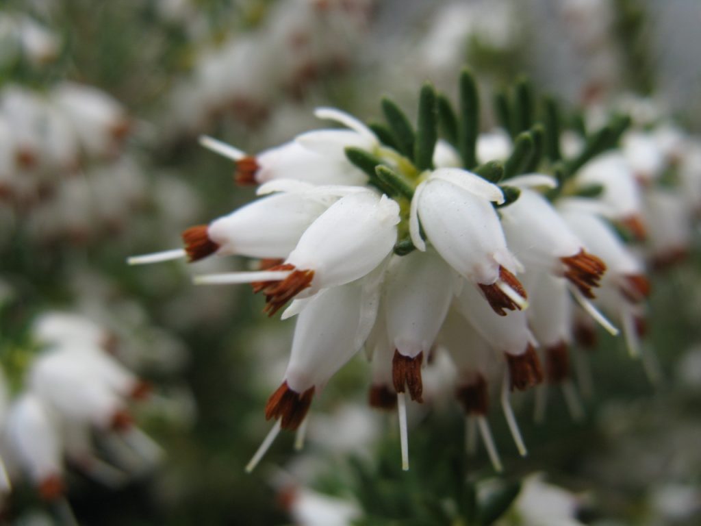 Erica arborea - Tree Heath