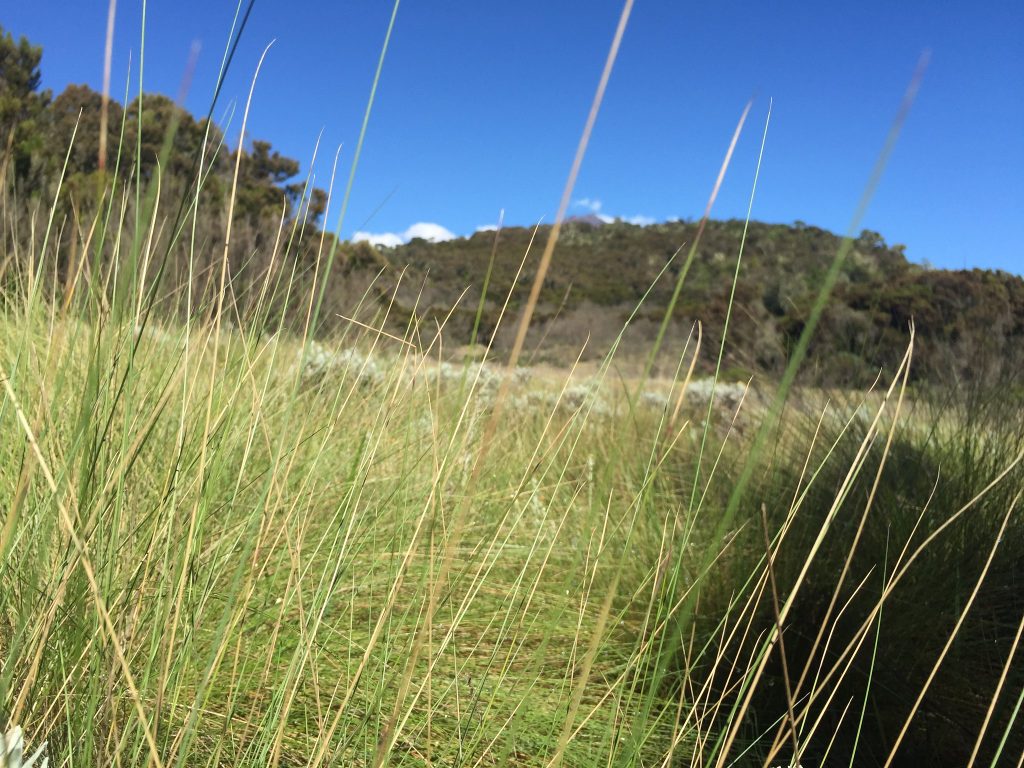 Tussock grasses