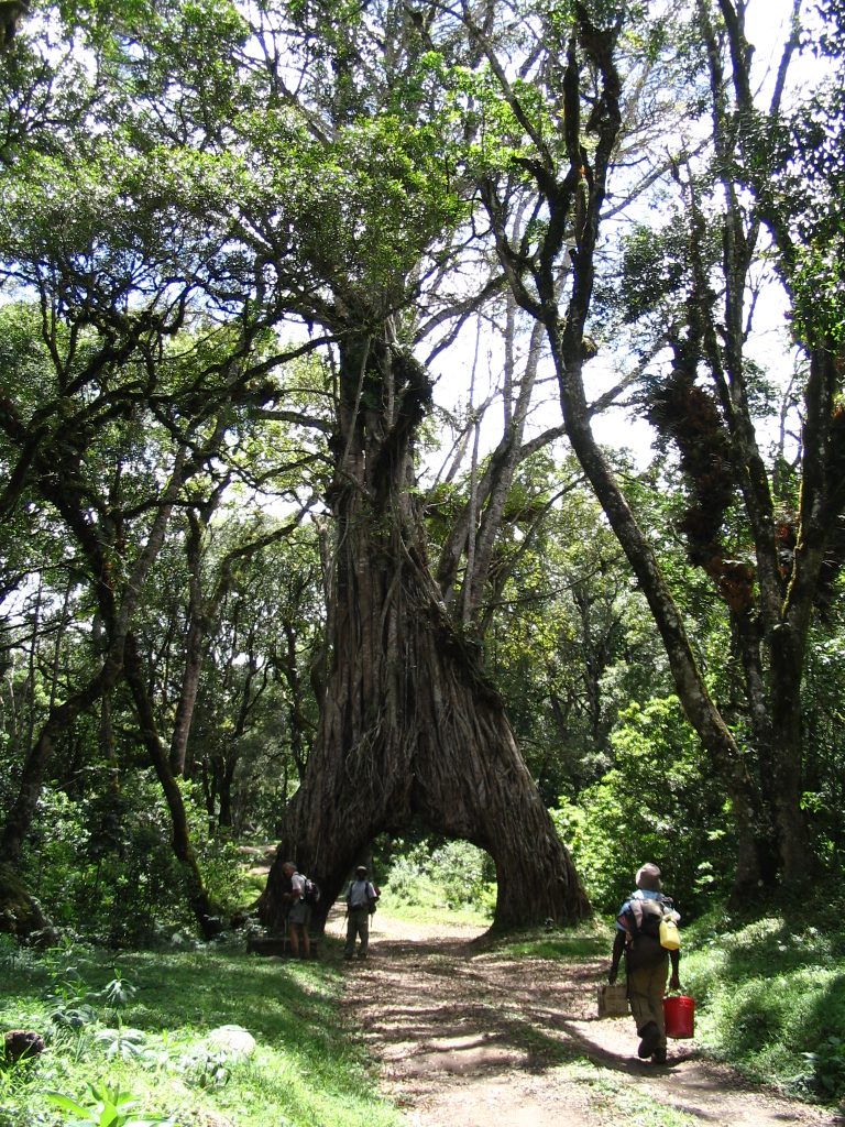 Fig Tree Arch