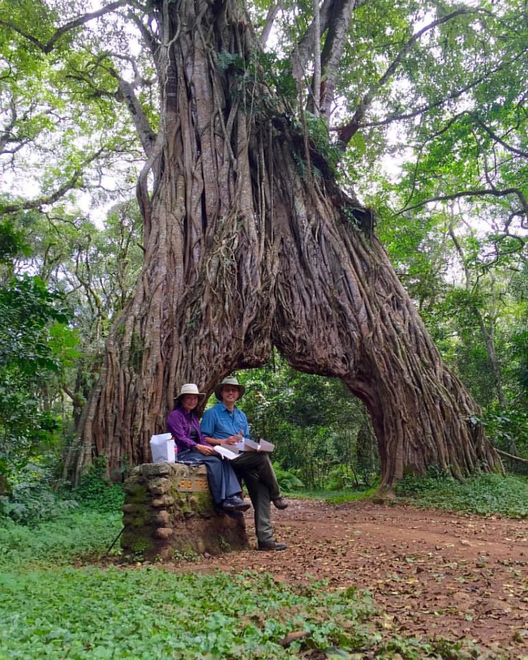 Fig Tree Arch
