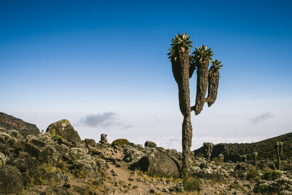 Dendrosenecio Kilimanjari - Giant Groundsel