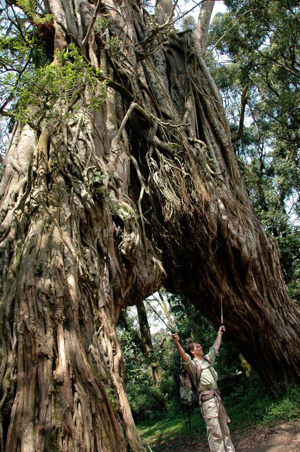 Fig Tree Arch
