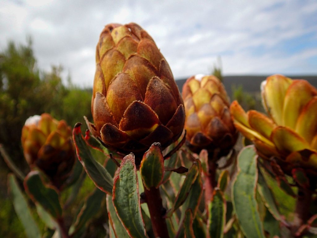 Protea kilimandscharica - Protea caffra