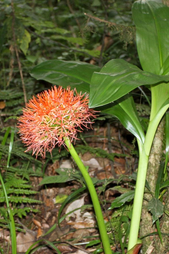 Fireball Lily
