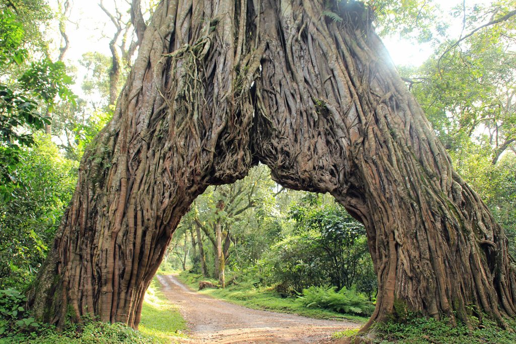 Fig Tree Arch