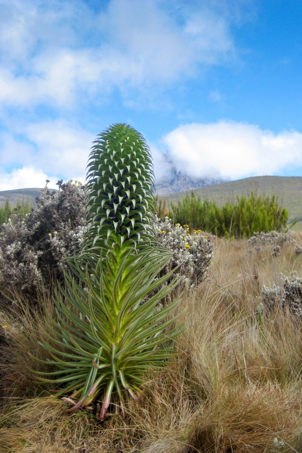 Giant Lobelia - Lobelia deckenii