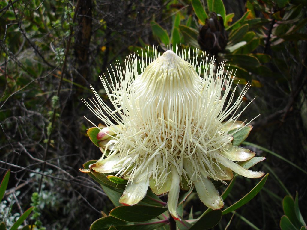 Protea kilimandscharica - Protea caffra