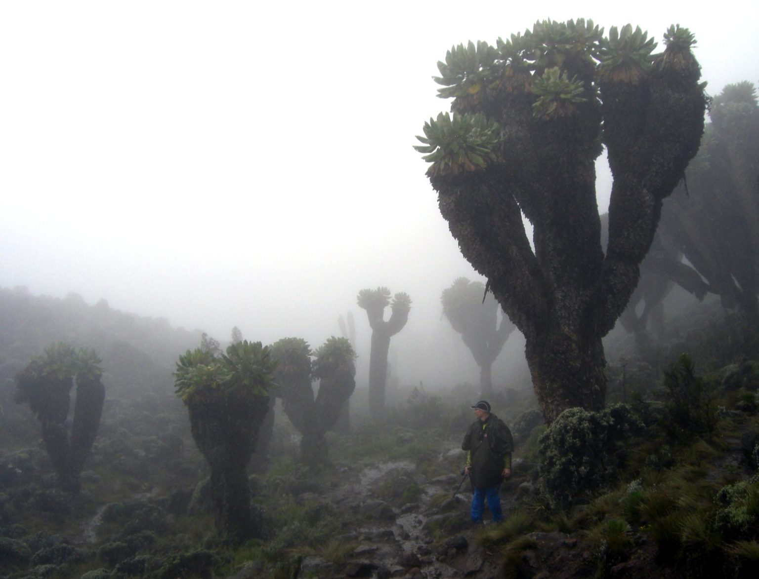 Dendrosenecio Kilimanjari - Giant Groundsel