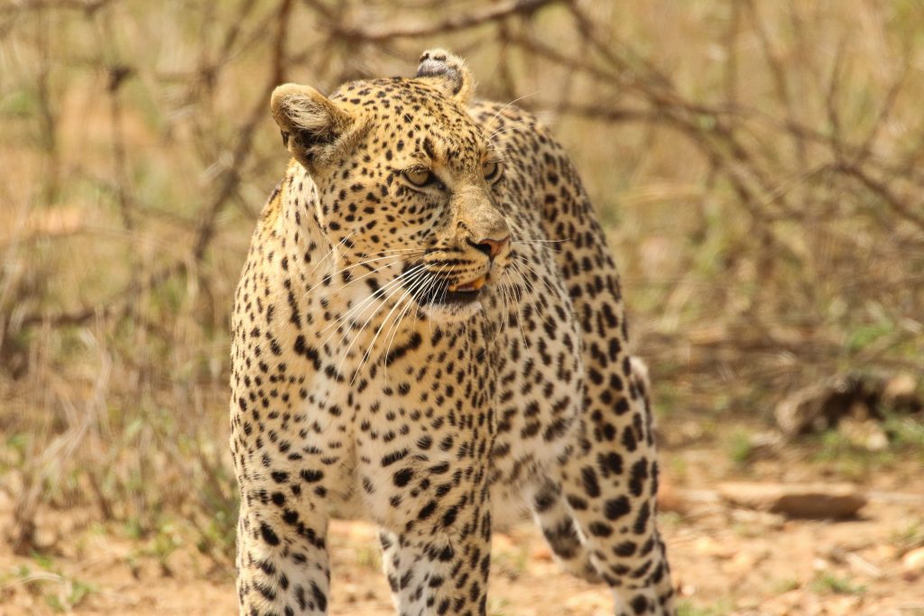 Leopard