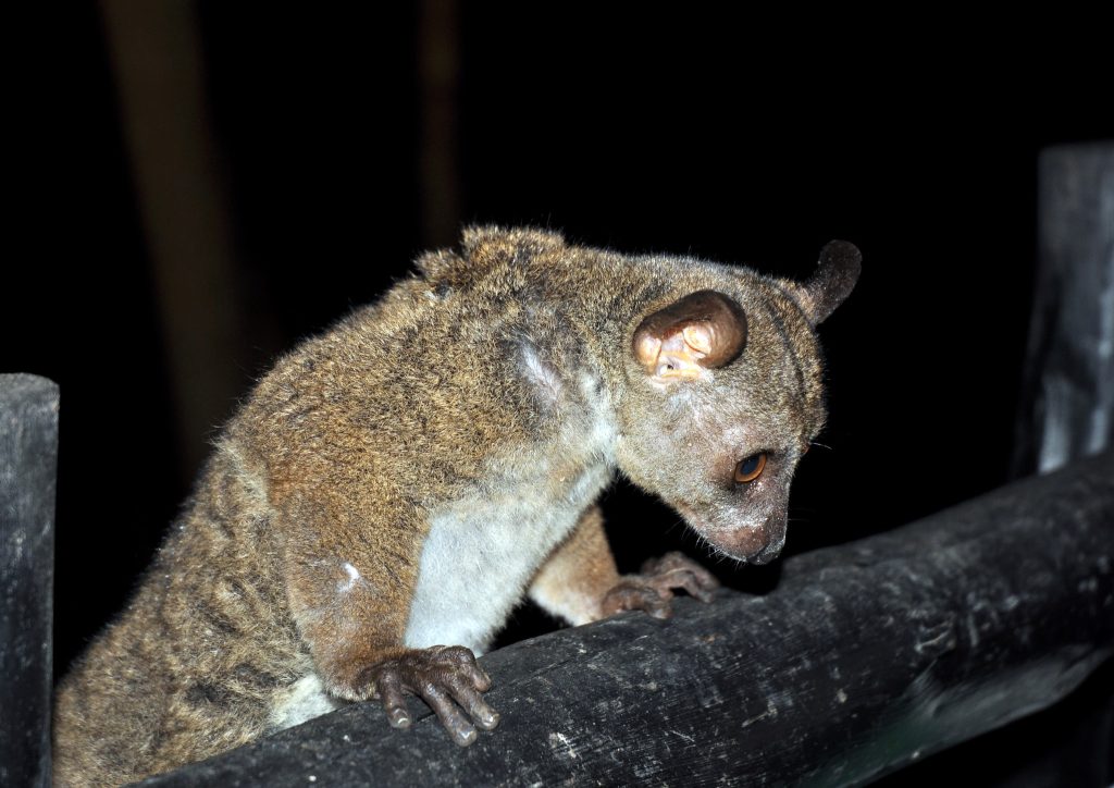 Bush Baby - Galago