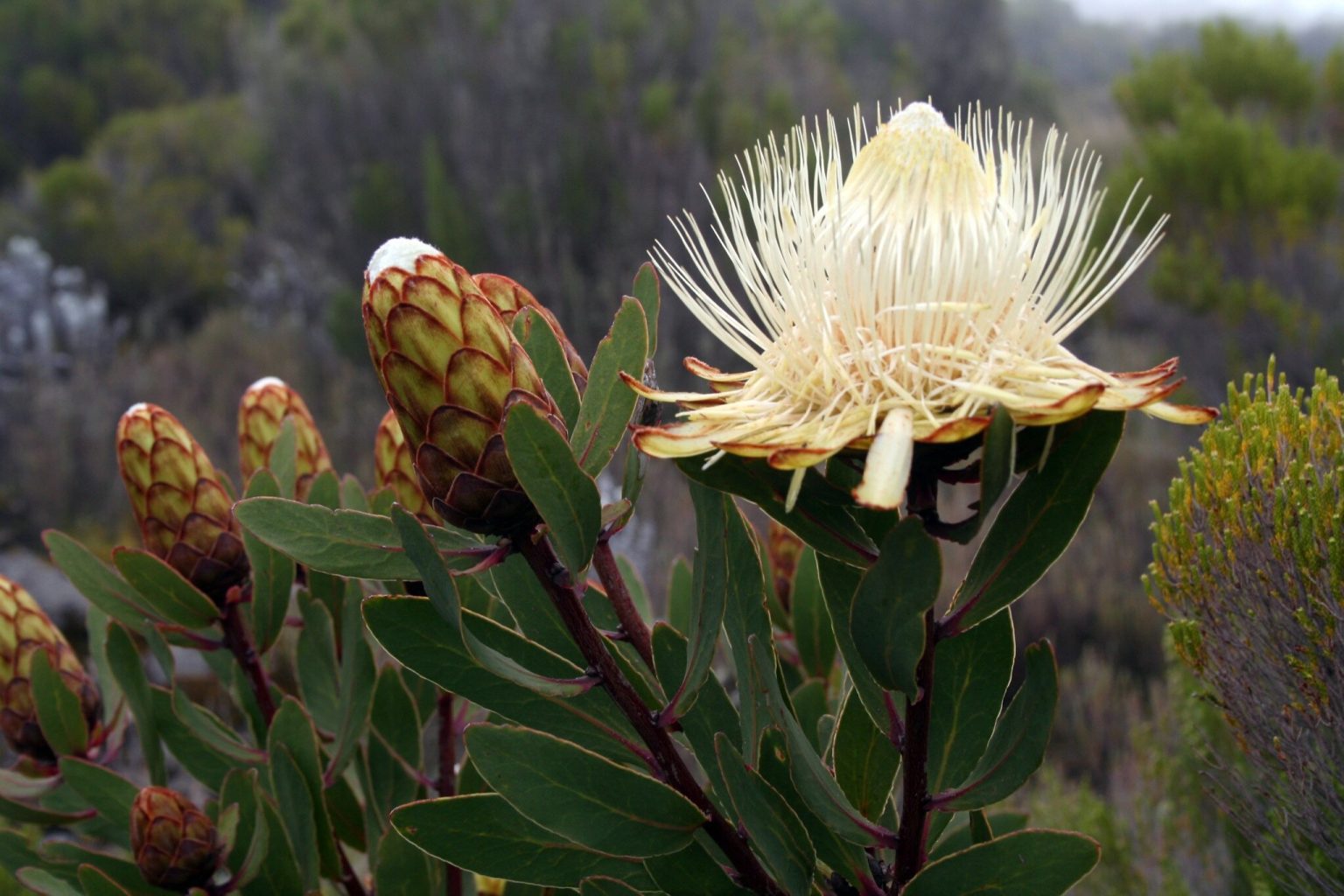 Protea kilimandscharica - Protea caffra