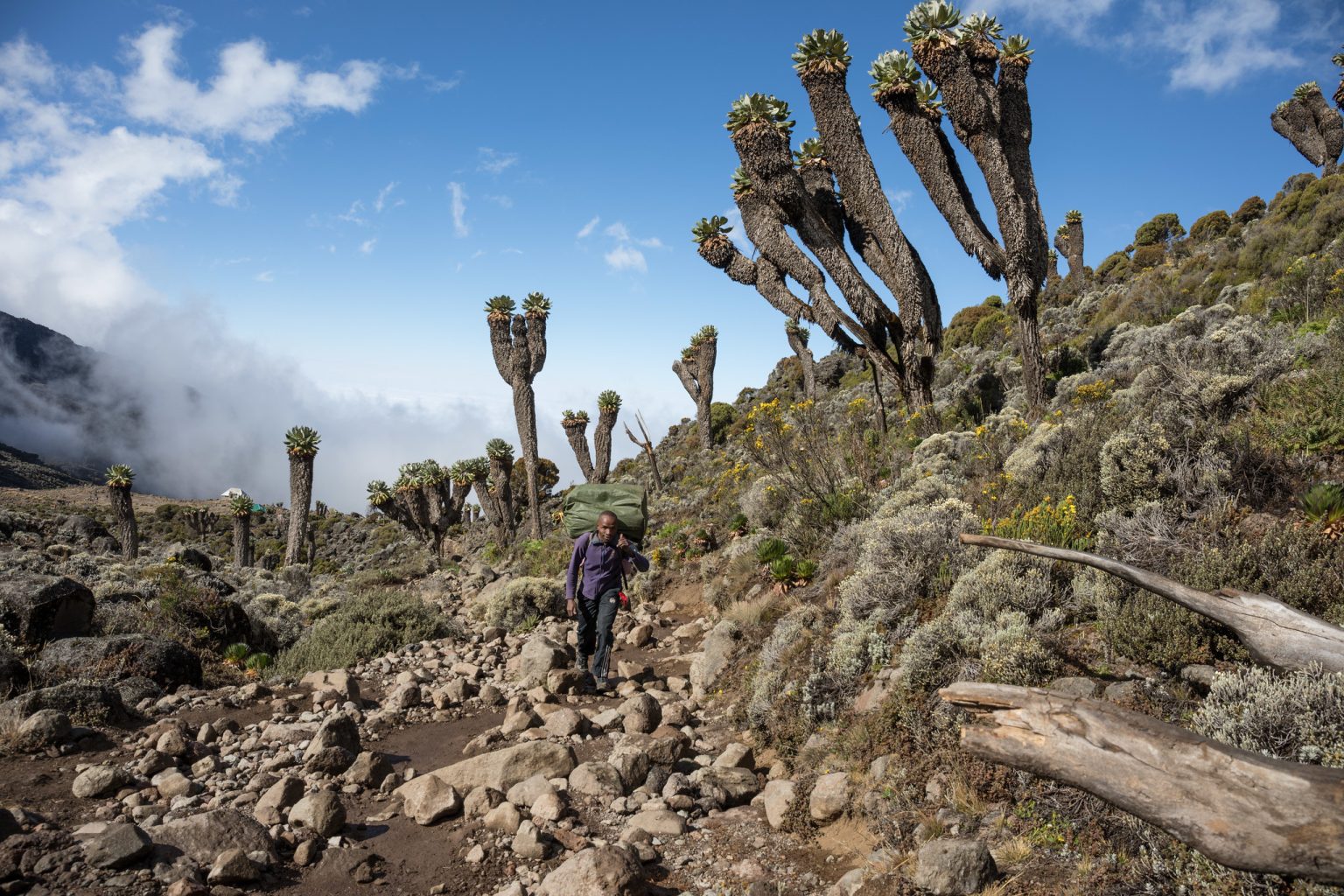 Dendrosenecio Kilimanjari - Giant Groundsel