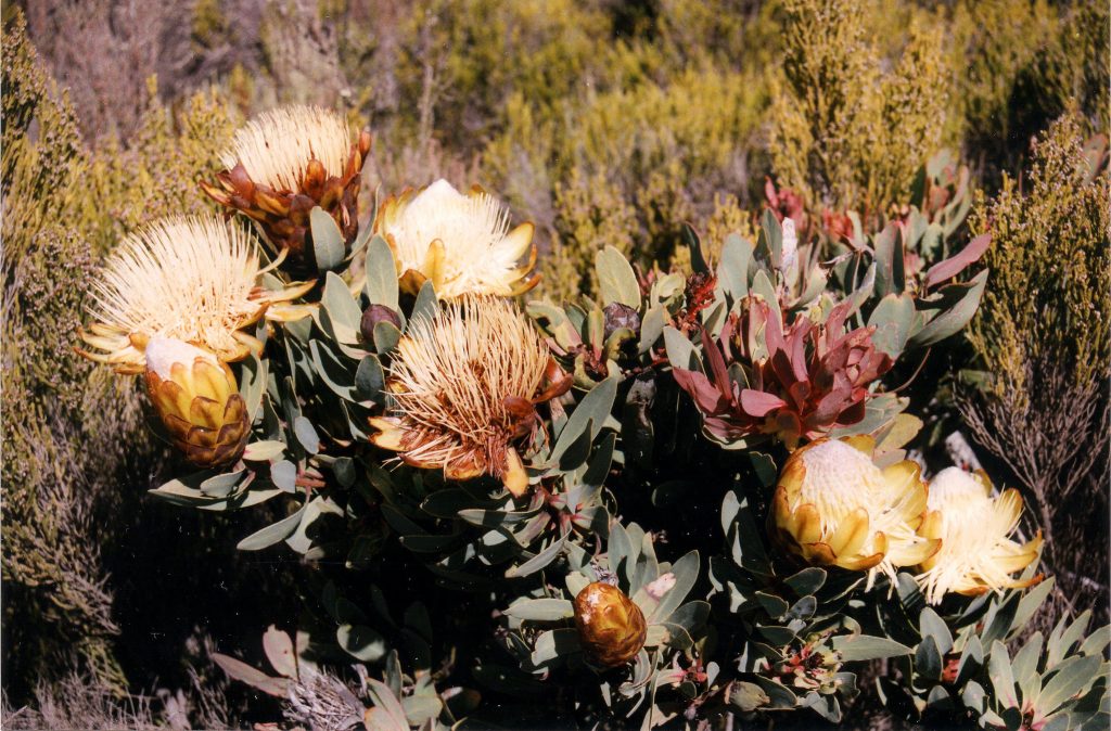 Protea kilimandscharica - Protea caffra