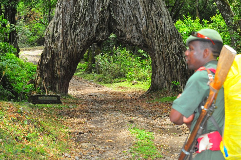 Fig Tree Arch