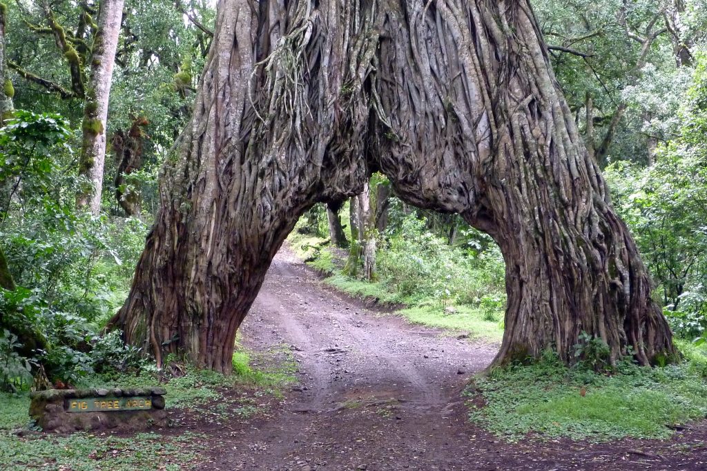 Fig Tree Arch