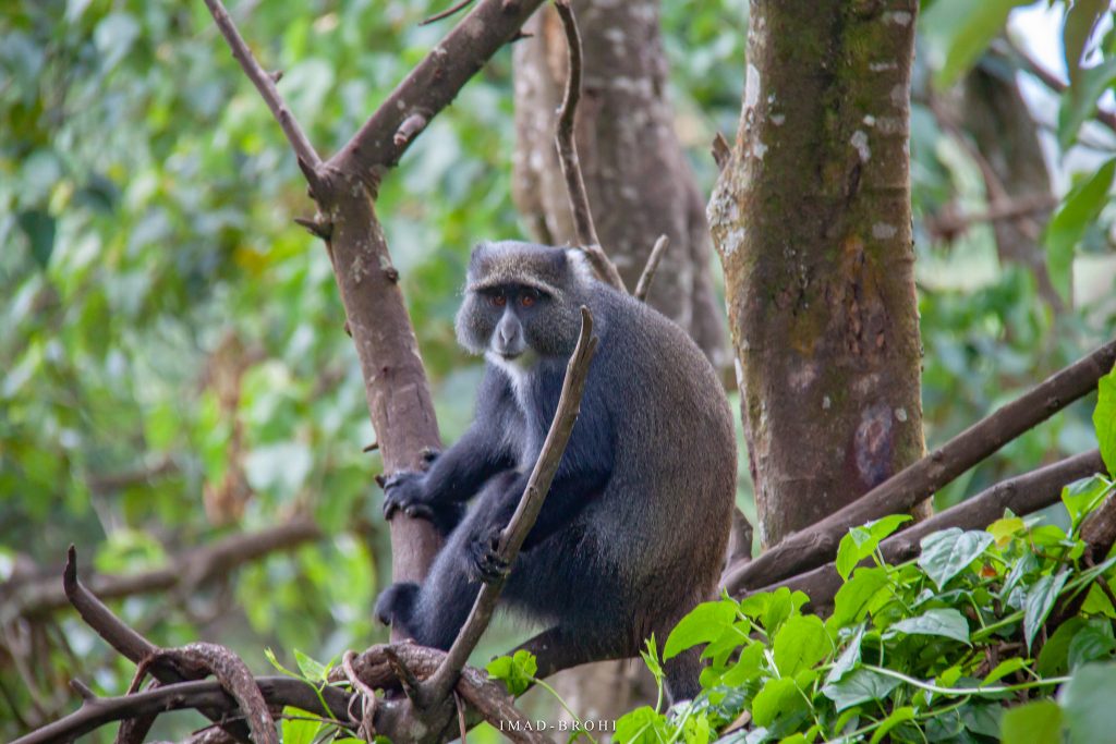 Blue Monkeys