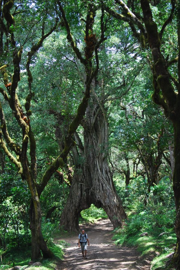 Fig Tree Arch