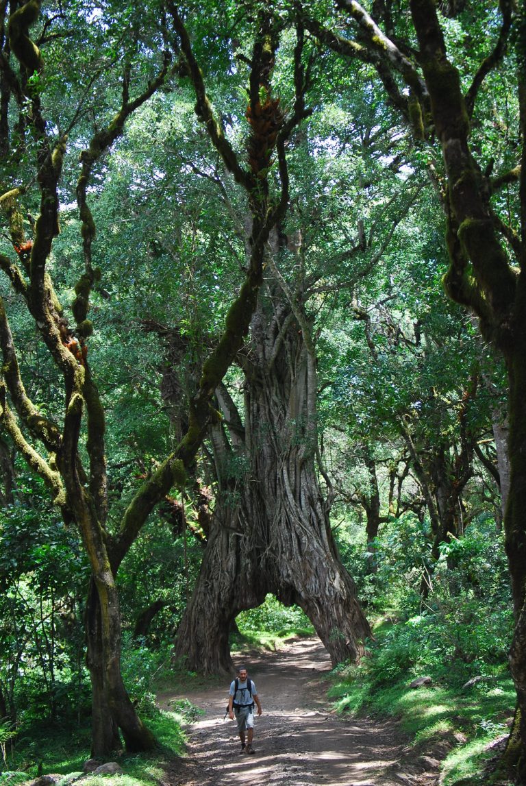 Fig Tree Arch