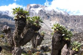 Moshi Travel Guide | Visit Moshi Town in Kilimanjaro Region - Tanzania