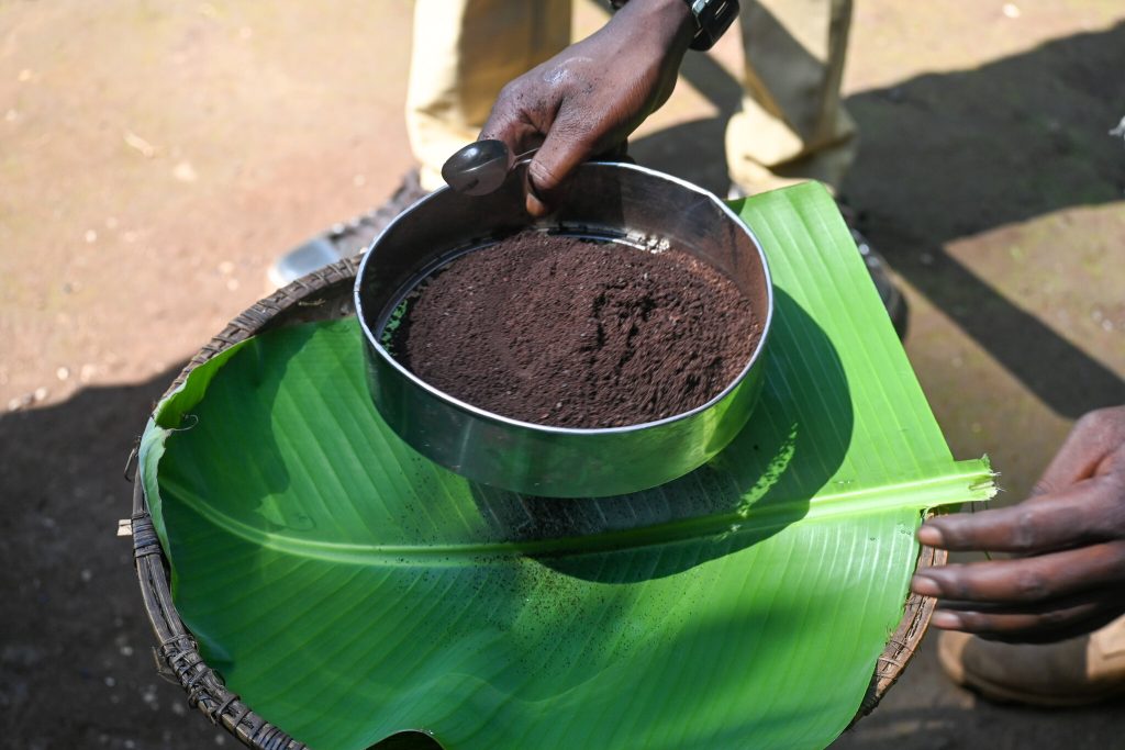 Coffee Arabica - Kilimanjaro, Tanzania