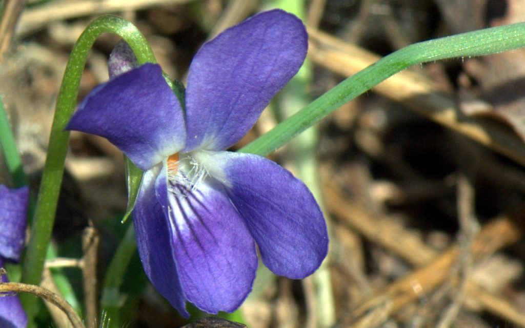 Viola eminii