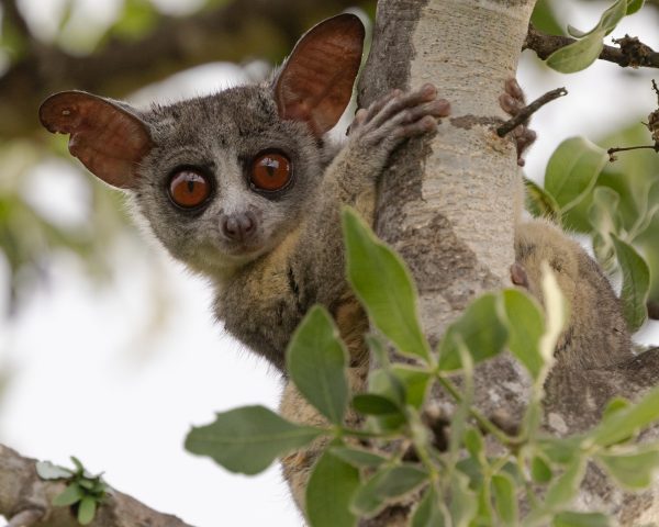 Bush Baby - Galago
