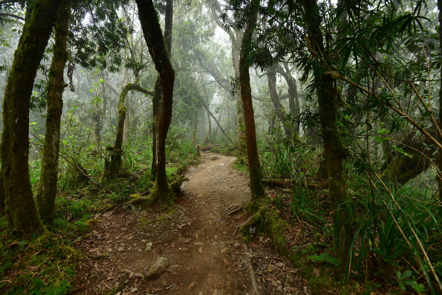 7 Day Machame Route for climbing Mount Kilimanjaro