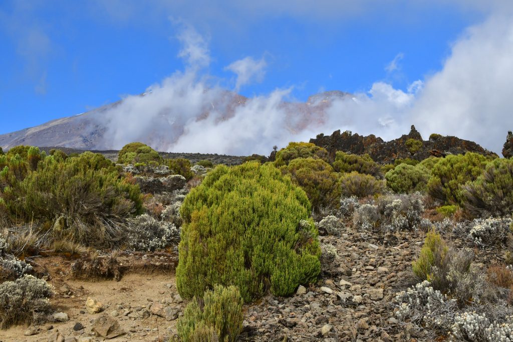 7 Days Shira Route Itinerary - Climbing Kilimanjaro