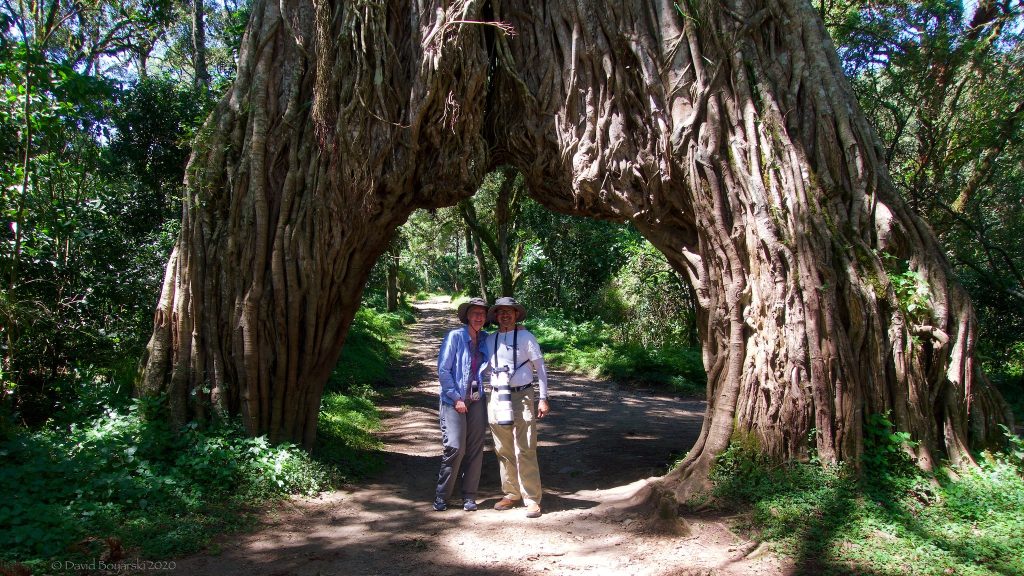 Fig Tree Arch