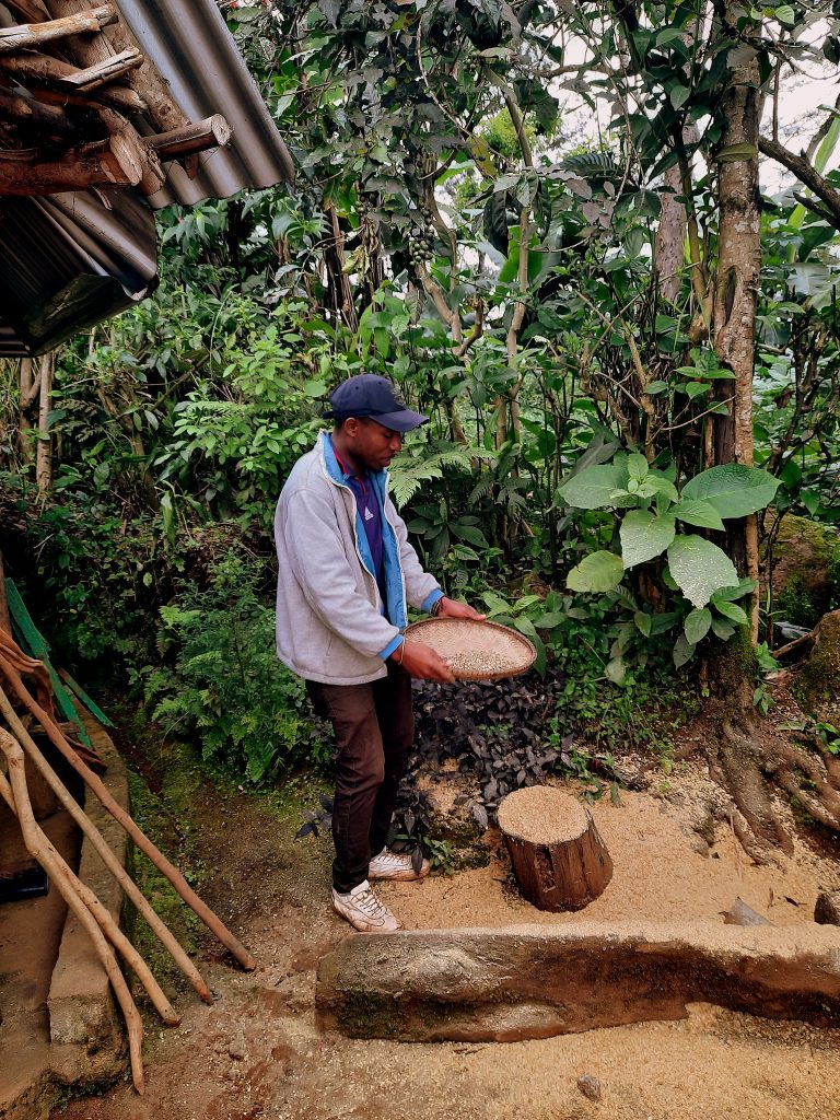 Coffee Arabica - Kilimanjaro, Tanzania