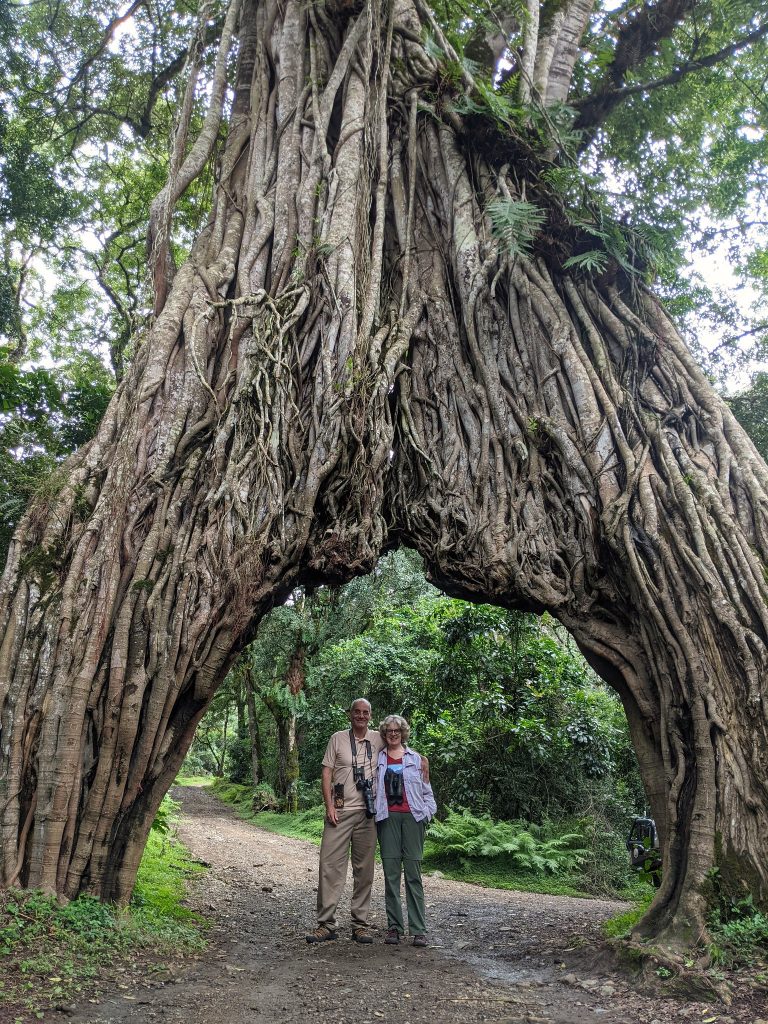 Fig Tree Arch