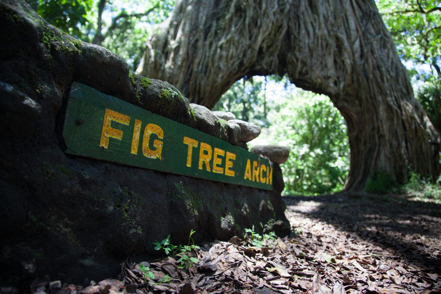 Fig Tree Arch