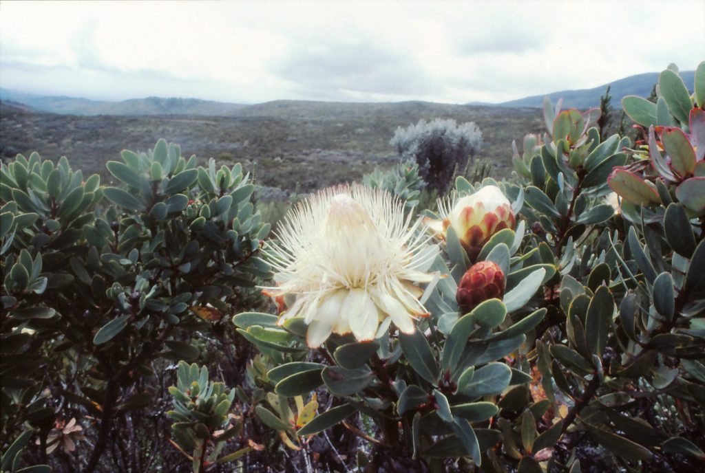 Protea kilimandscharica - Protea caffra