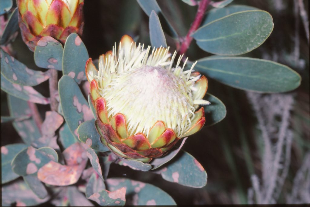 Protea kilimandscharica - Protea caffra