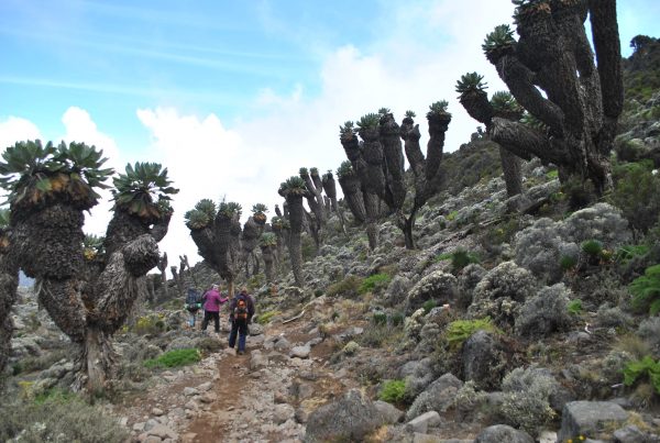 7 Days Lemosho Route