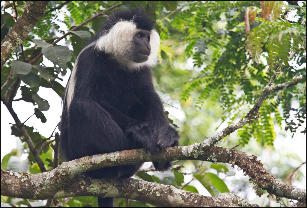 Black and White Colobus Monkey