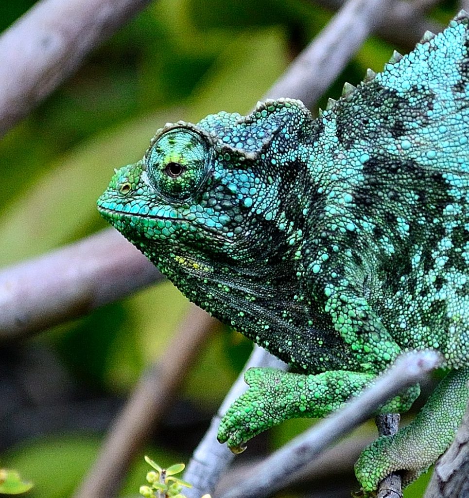 Jackson's Chameleon