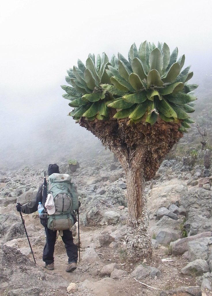 Dendrosenecio Kilimanjari - Giant Groundsel
