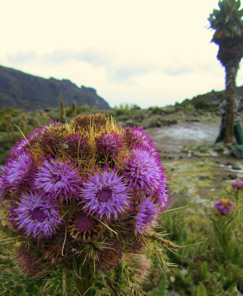 Thistle - Carduus keniensis