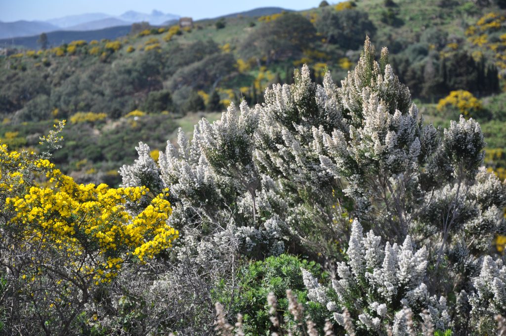 The endemic plants of Mount Kilimanjaro