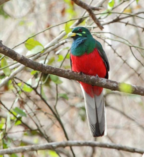Birds of Kilimanjaro, Tanzania