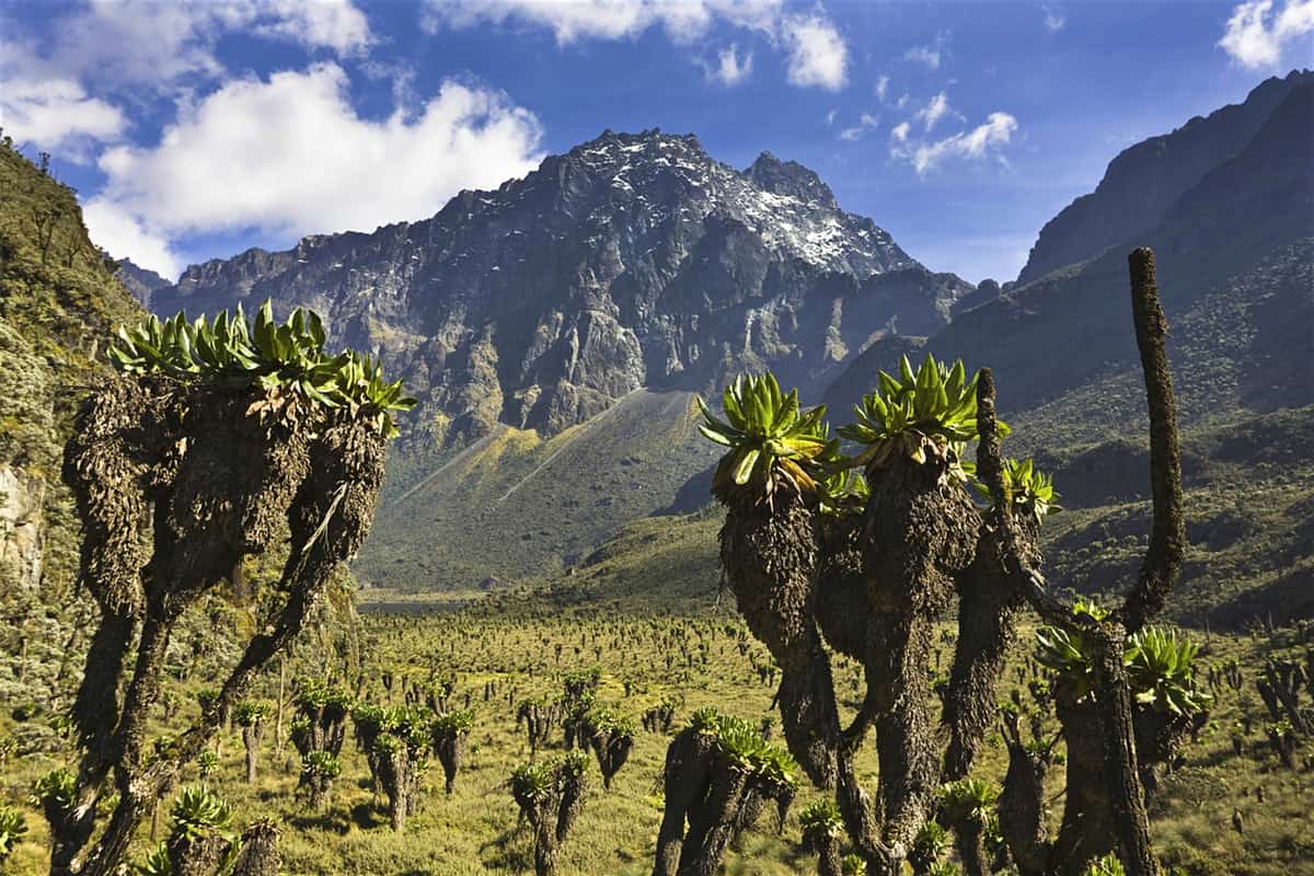 Rwenzori mountains store