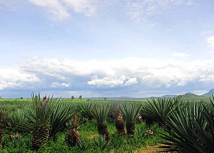 Moshi Travel Guide | Visit Moshi Town in Kilimanjaro Region - Tanzania